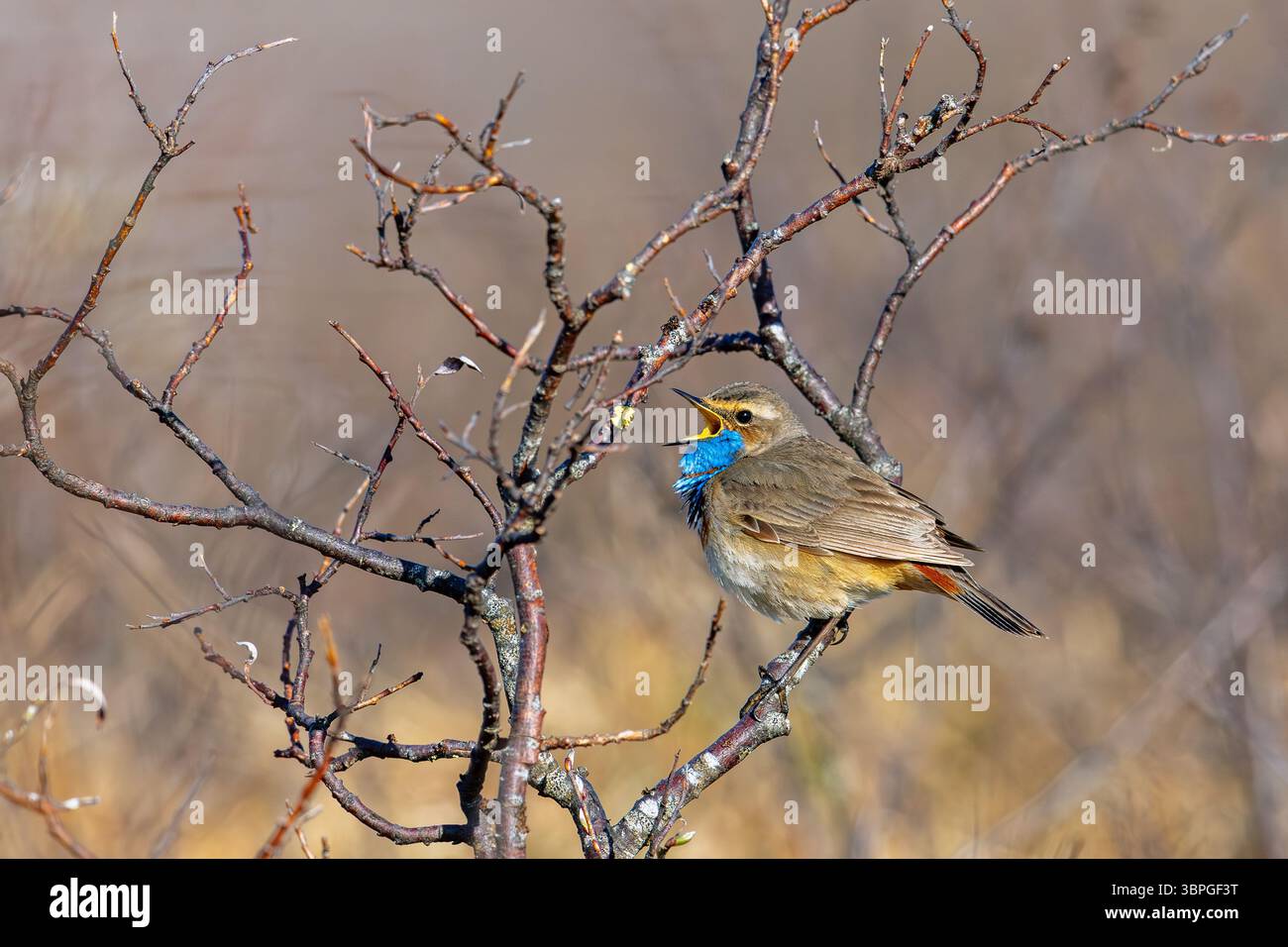 Red-spotted bluethroat (Luscinia svecica svecica) male singing from ...