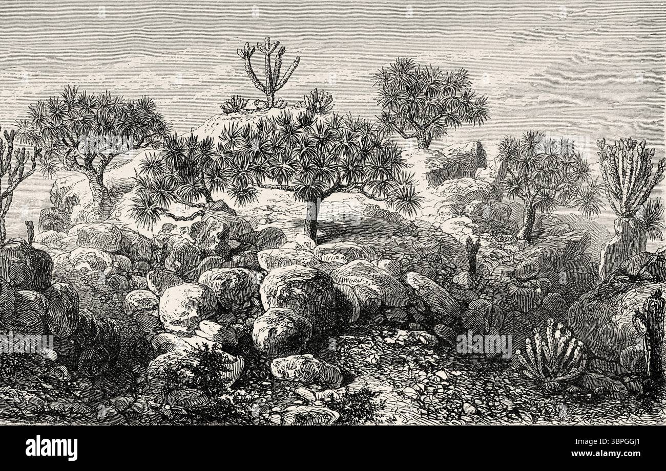 Dragon tree. Dracaena is a genus of about 200 species of trees and ...