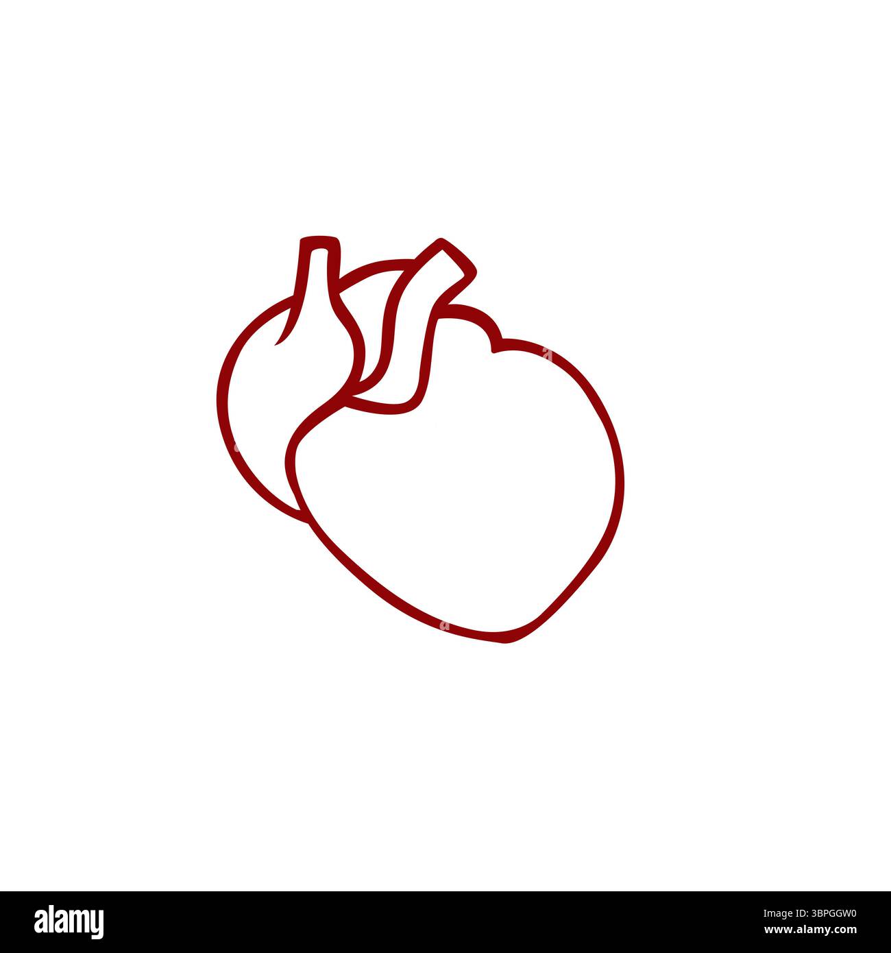 Heart outline anatomy: simple red line design expressing medical ...