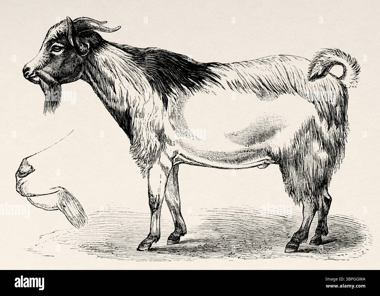 Goat of Bongo people. South Sudan. Africa. The Heart of Africa. Three ...