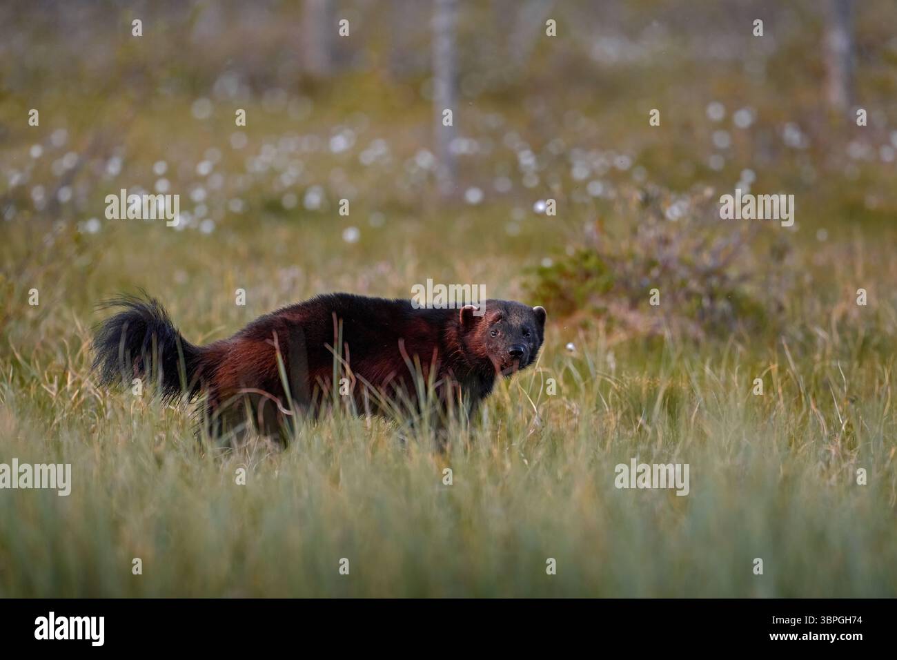 Fog morning with wolverine. Finland wildlife. Wolverine in summer ...