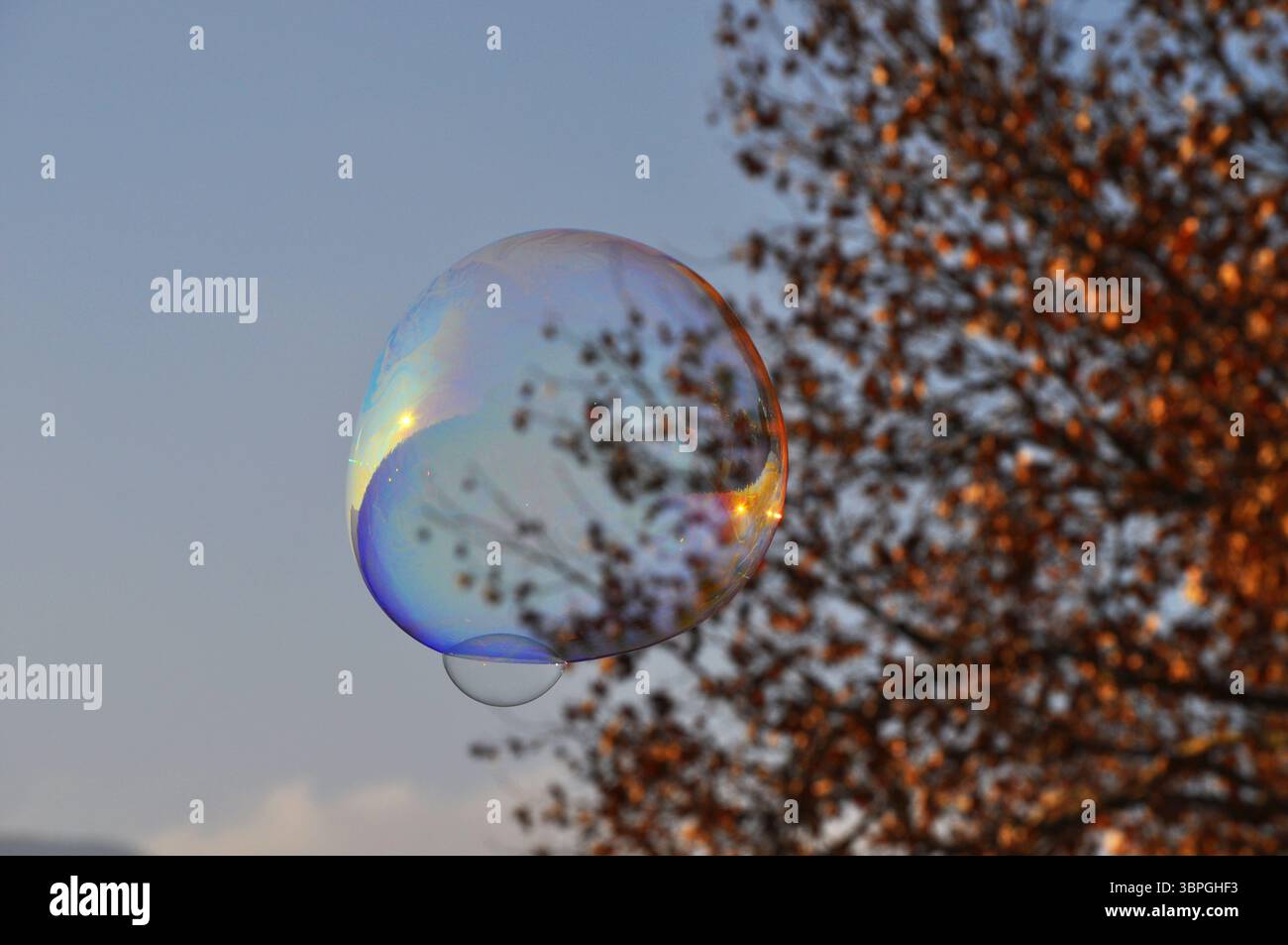 Large floating bubble with an autumn tree in the background Stock Photo ...