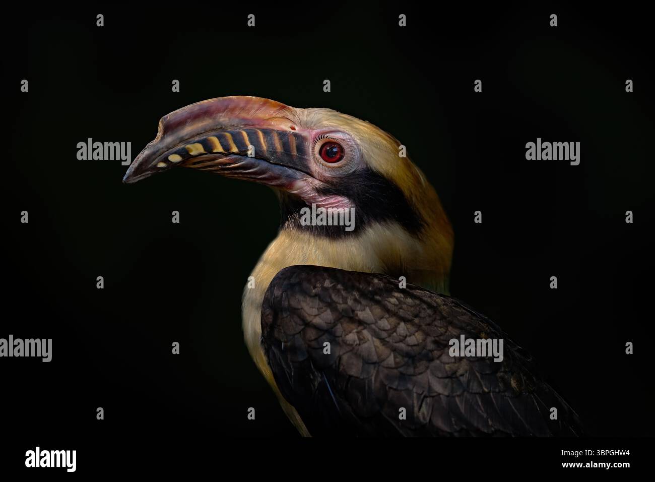 Tropic bird portrait, Visayan hornbill, Penelopides panini, in dark ...