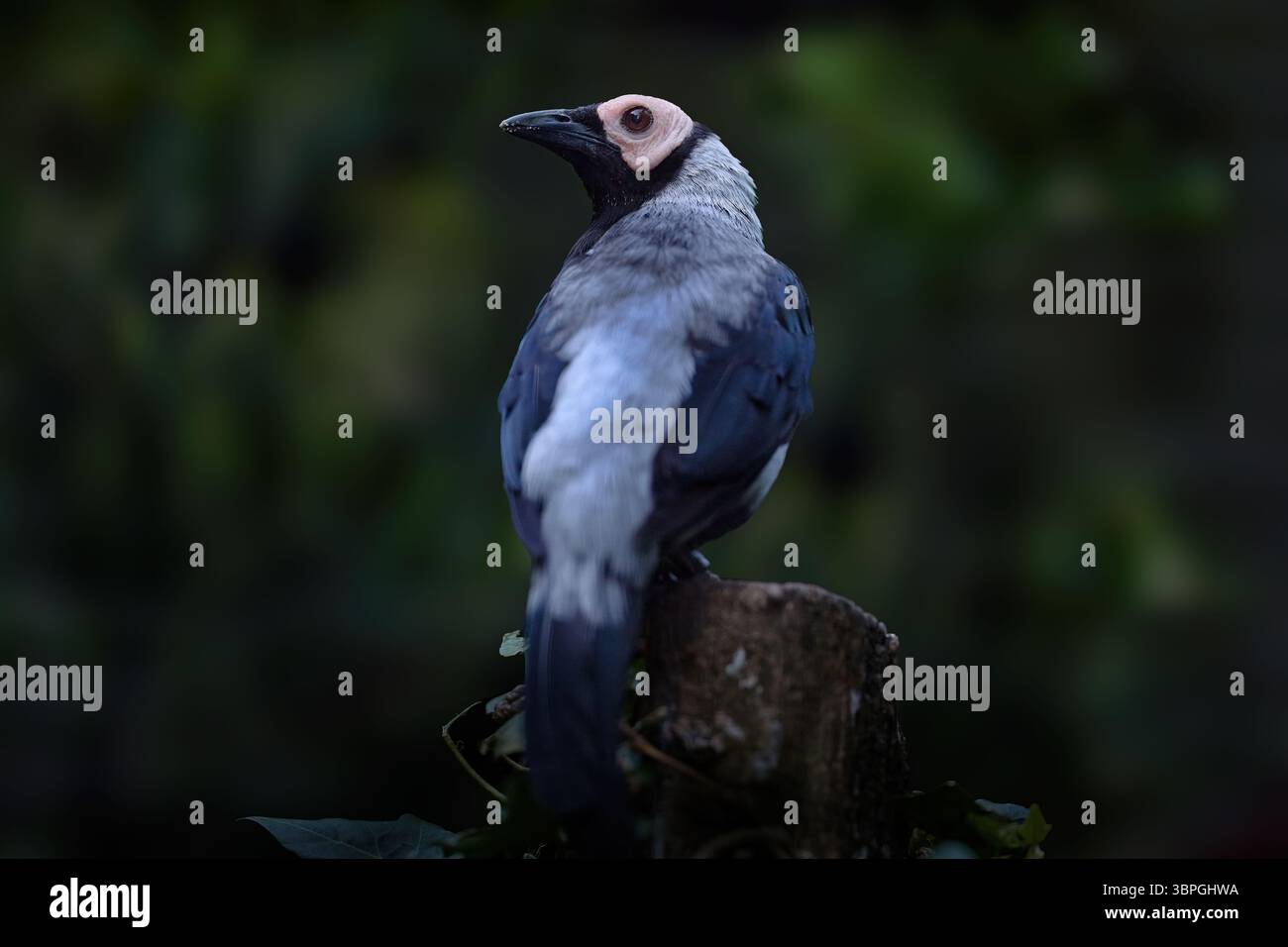 Coleto, Sarcops calvus, starling specie, grey black bird with pink head ...