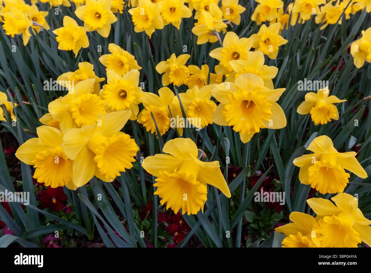 A vibrant and dense cluster of bright yellow daffodils fills the frame ...