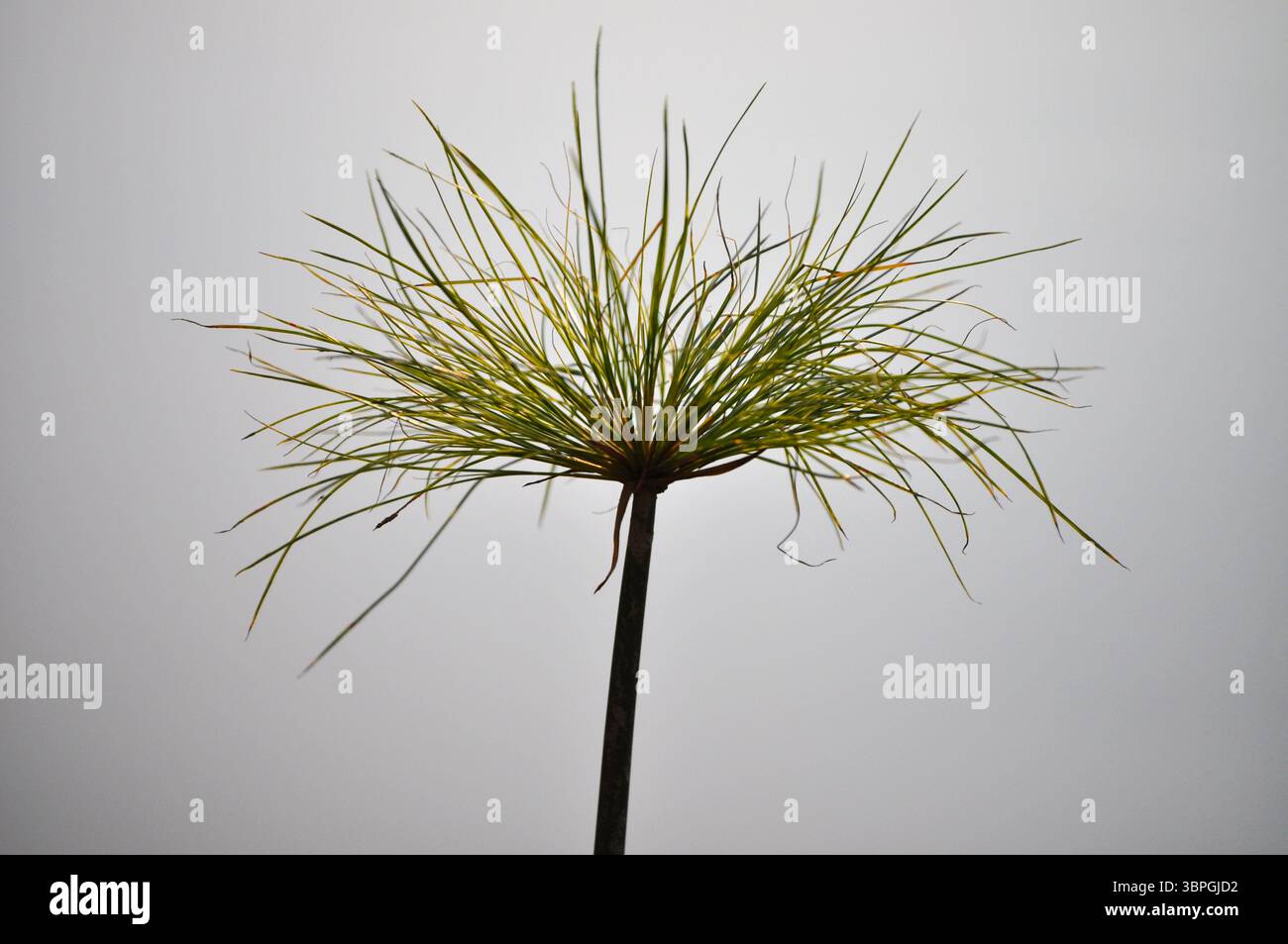 Silhouette of papyrus stem and spike Stock Photo - Alamy