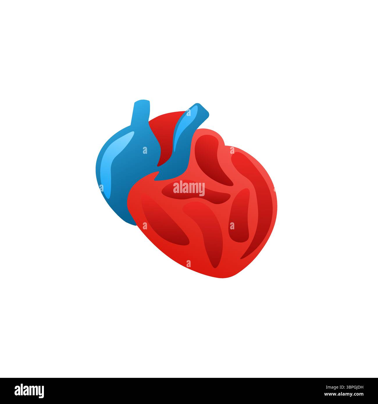Heart symbol anatomical style with blue and red colors representing ...