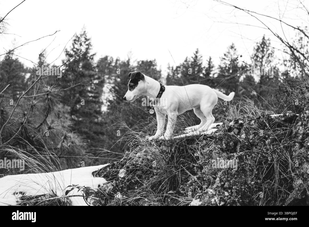 Funny dog in low Black and White Stock Photos & Images - Alamy