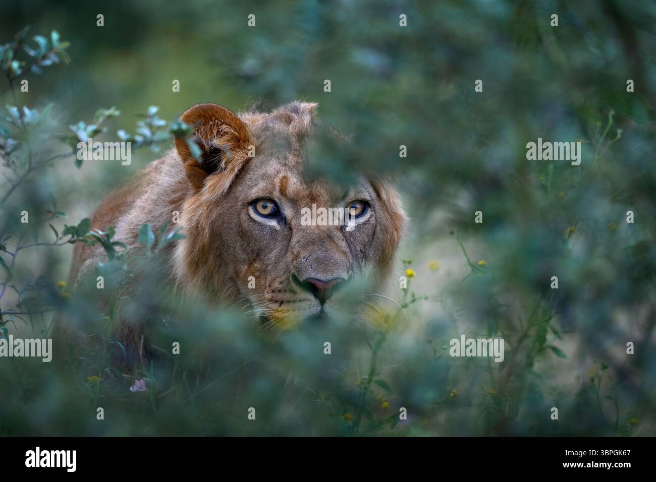 Hidden lion in grass, Central Kalahari, Botswana in Africa. Africa lion ...
