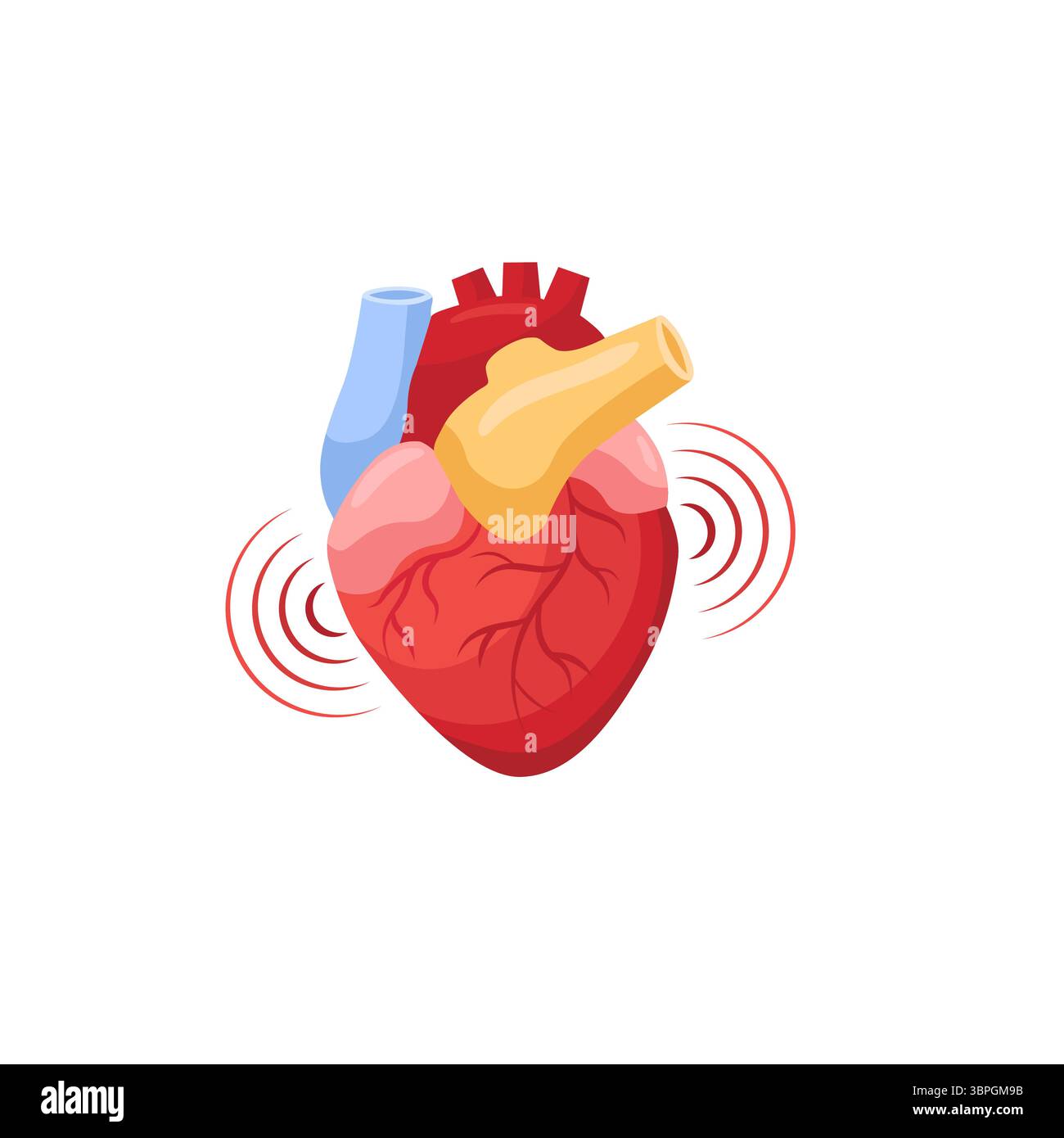 Heart vibrating signaling medical alert with anatomical precision Stock ...