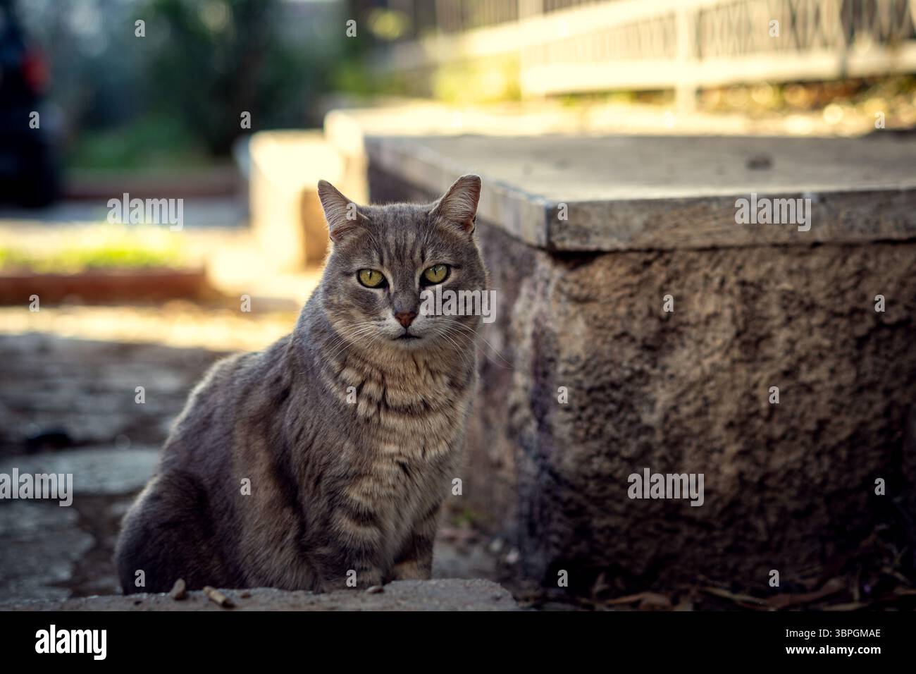 Stray life hi-res stock photography and images - Alamy