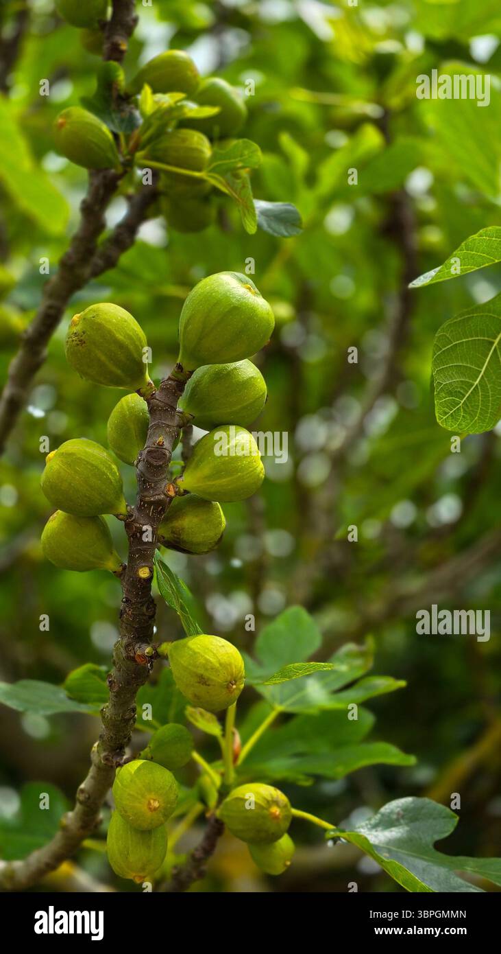 A brunch of figs tree with a lot of fruits and beautiful green leaves ...