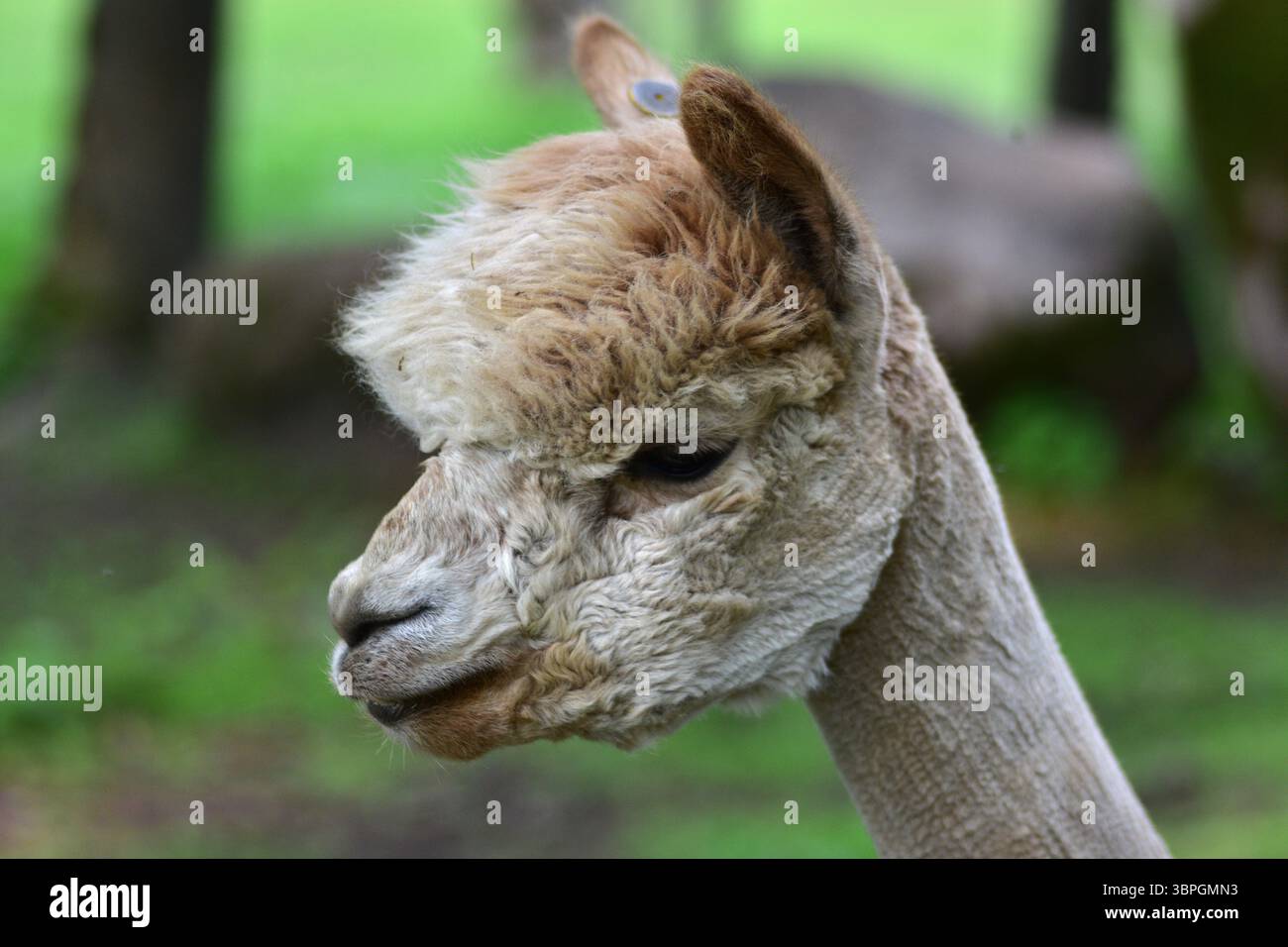 Close-up portrait of light brown alpaca looking curiously over fence in ...