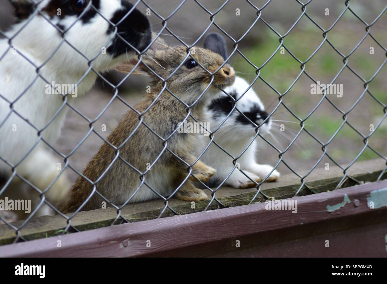 Brown and white rabbits standing behind a metal fence, looking out with ...