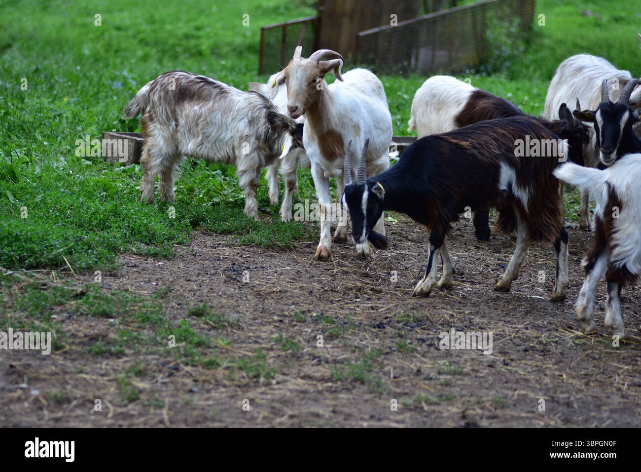 Group curious friendly goats standing hi-res stock photography and ...