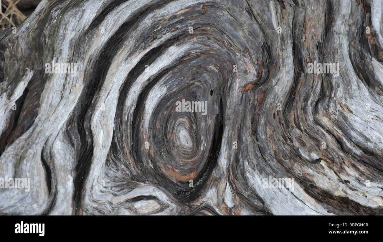 Tree trunk structure for background Stock Photo - Alamy