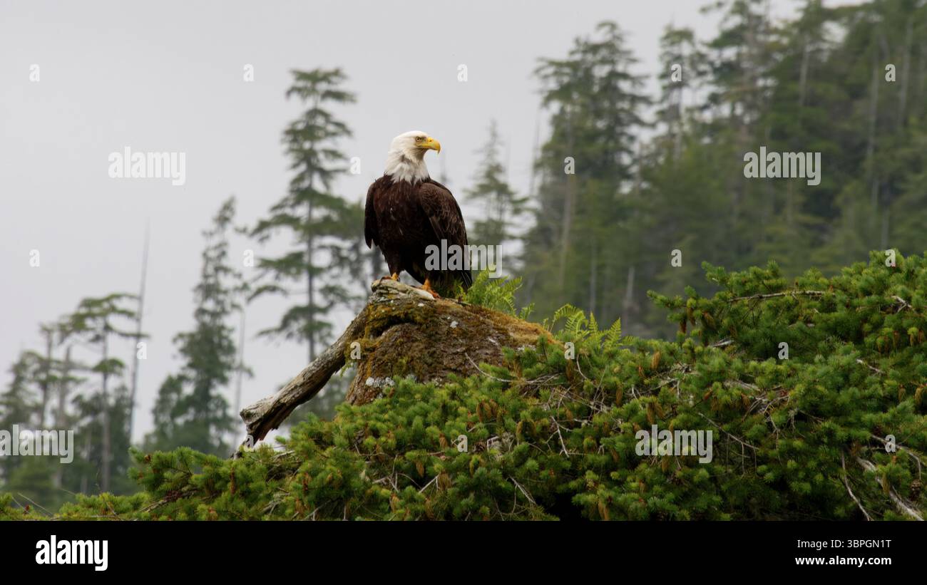 Bald eagle sitting on a trees looking alert Stock Photo - Alamy