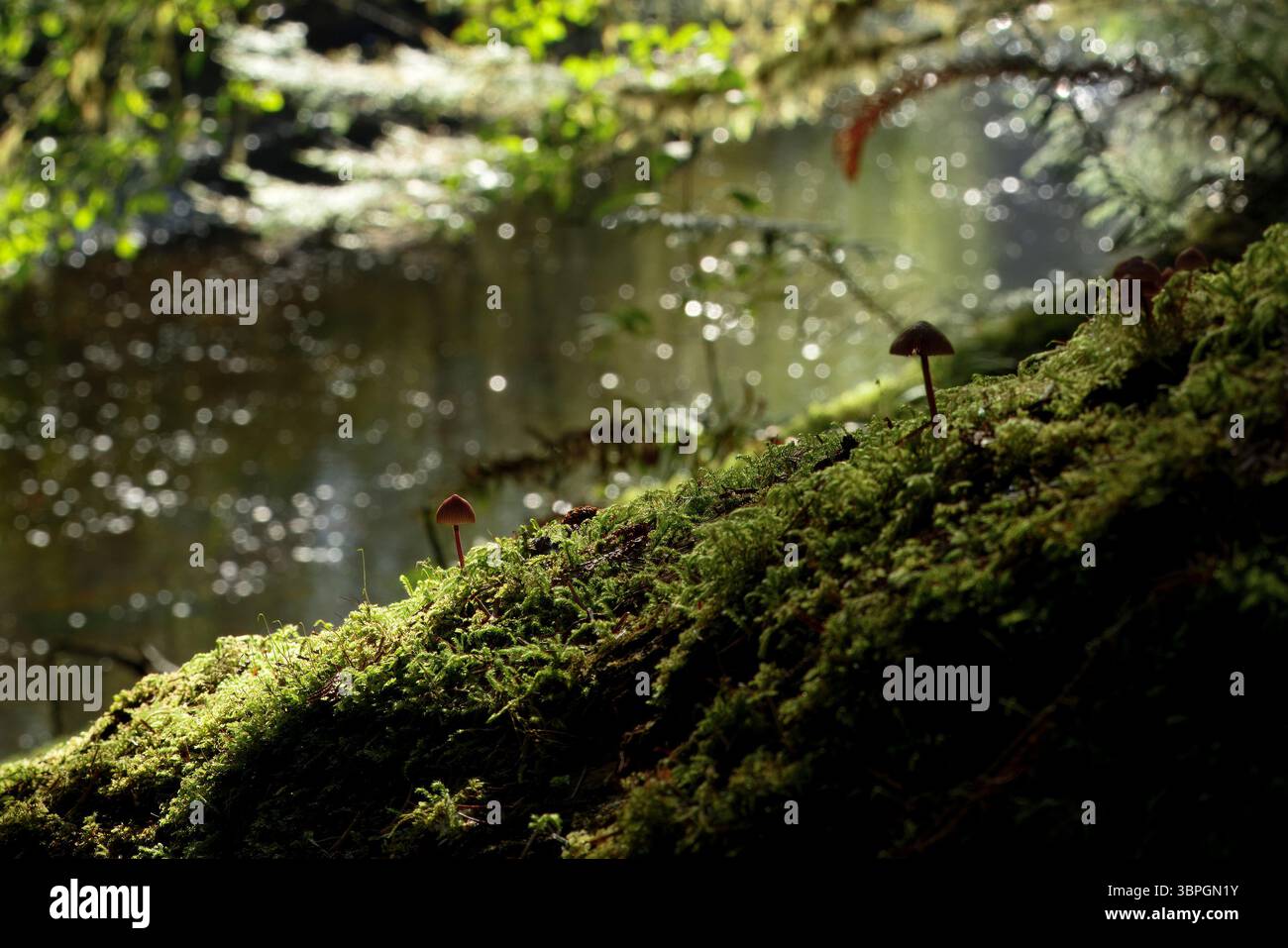 lush temperate rainforest in Canada with creek Stock Photo - Alamy