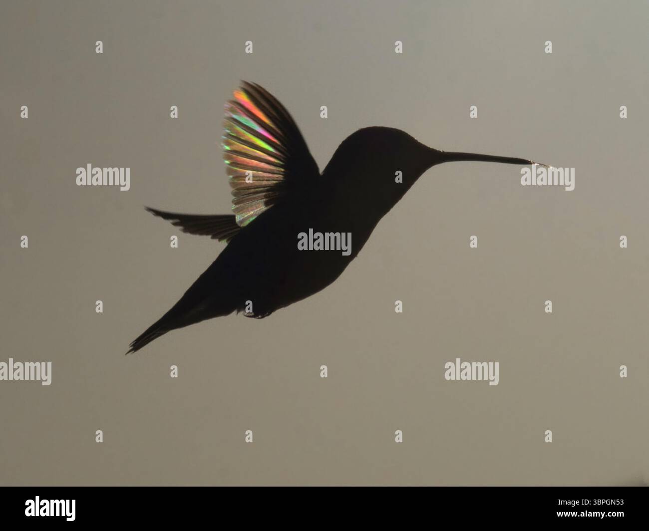Rainbow hummingbird hi-res stock photography and images - Alamy