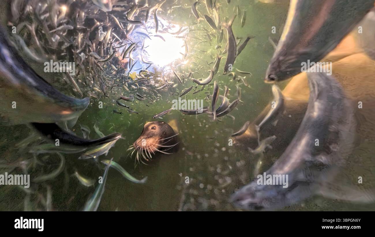 Northern anchovy feeding hi-res stock photography and images - Alamy