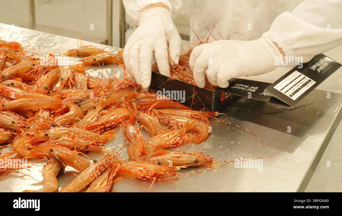 spot prawn processing in packaging plant Stock Photo - Alamy