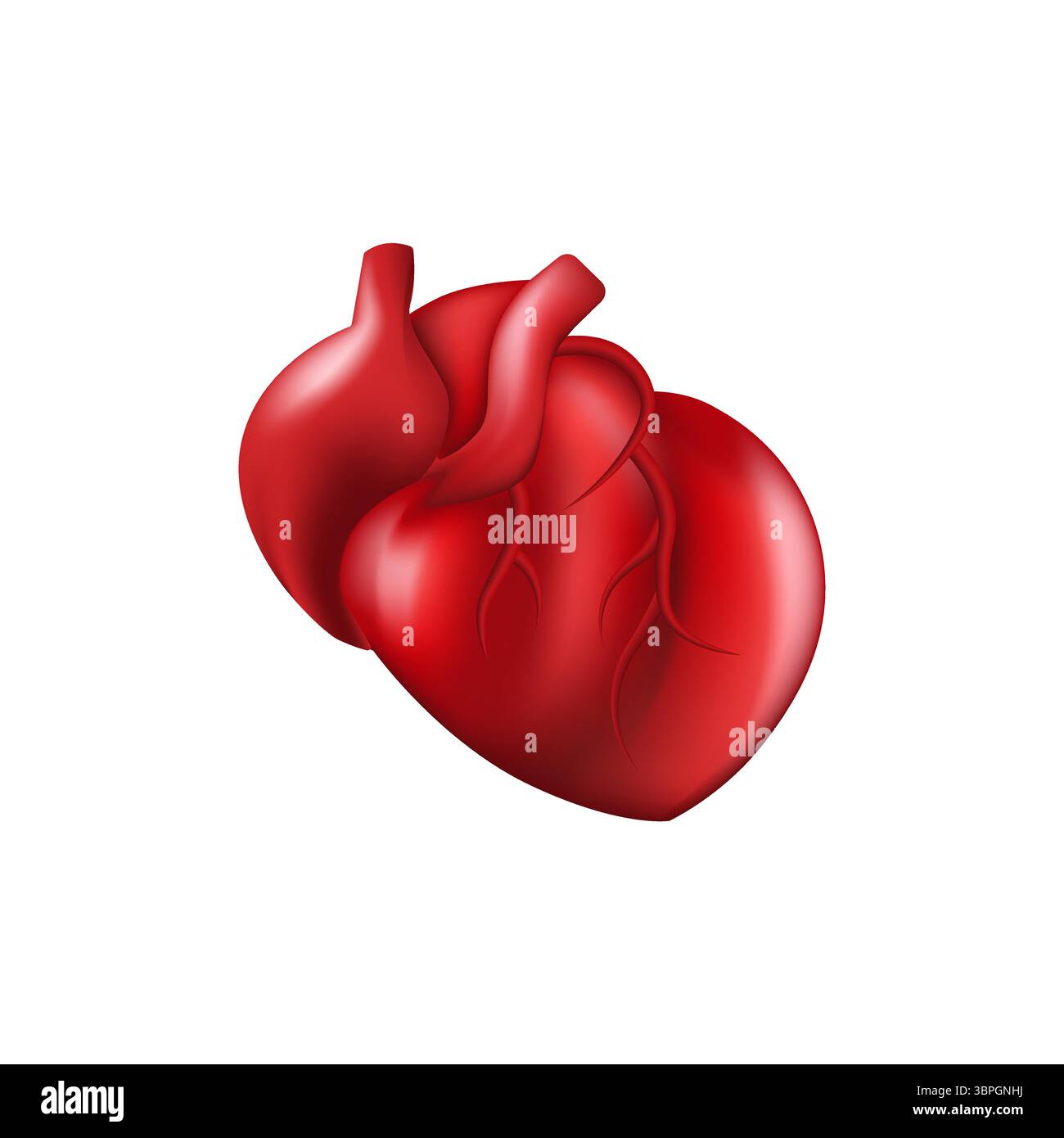 Heart illustration in anatomical style with realistic red color and ...