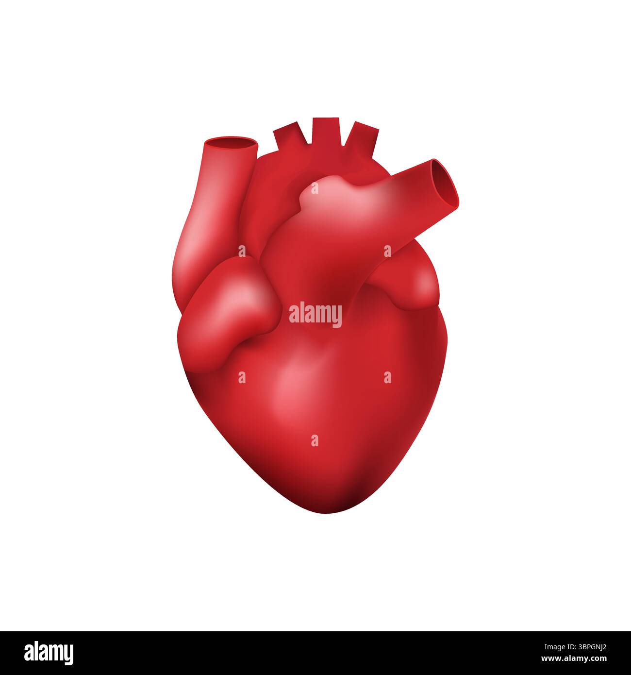 Heart shaped anatomical illustrations in bright red realistic 3d style ...
