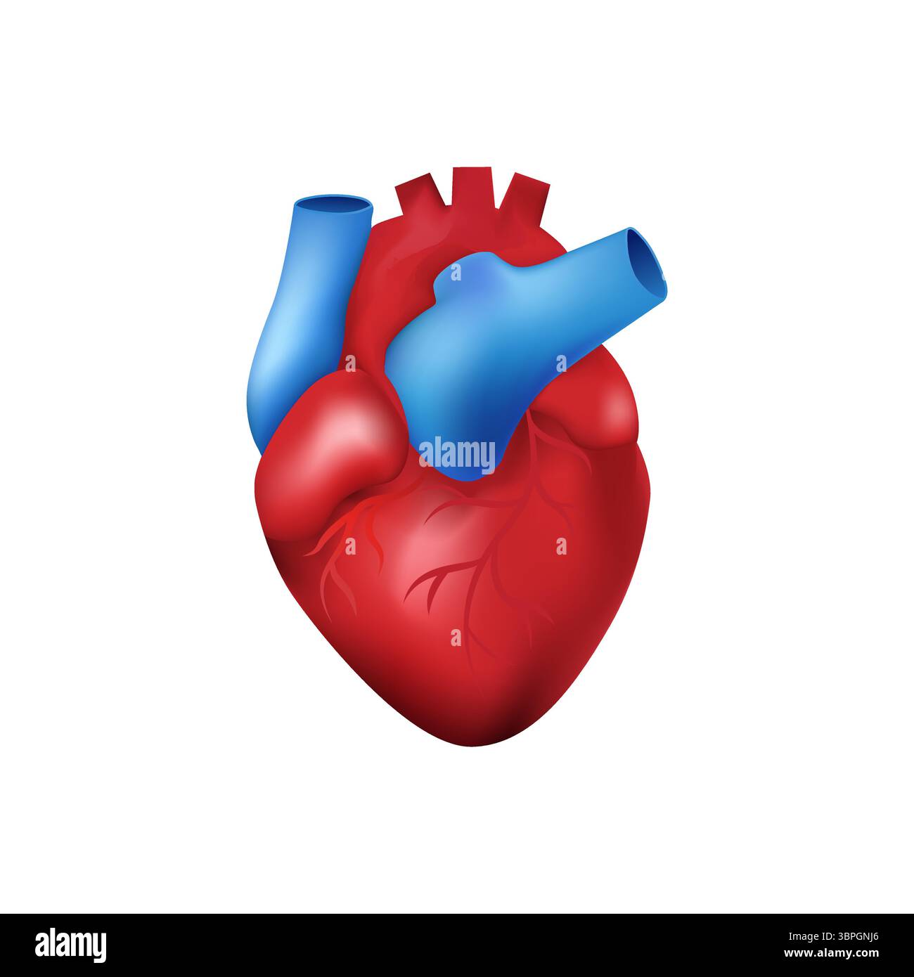 Anatomical heart with vessels in red and blue depicting realistic human ...