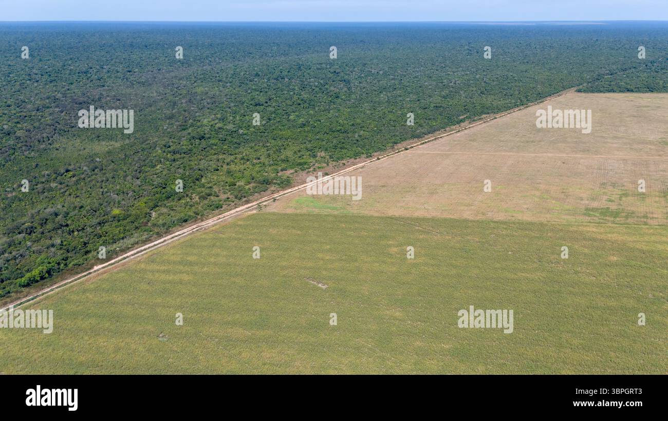 Soybeans farm plantation and deforestation of Xingu indigenous land in ...