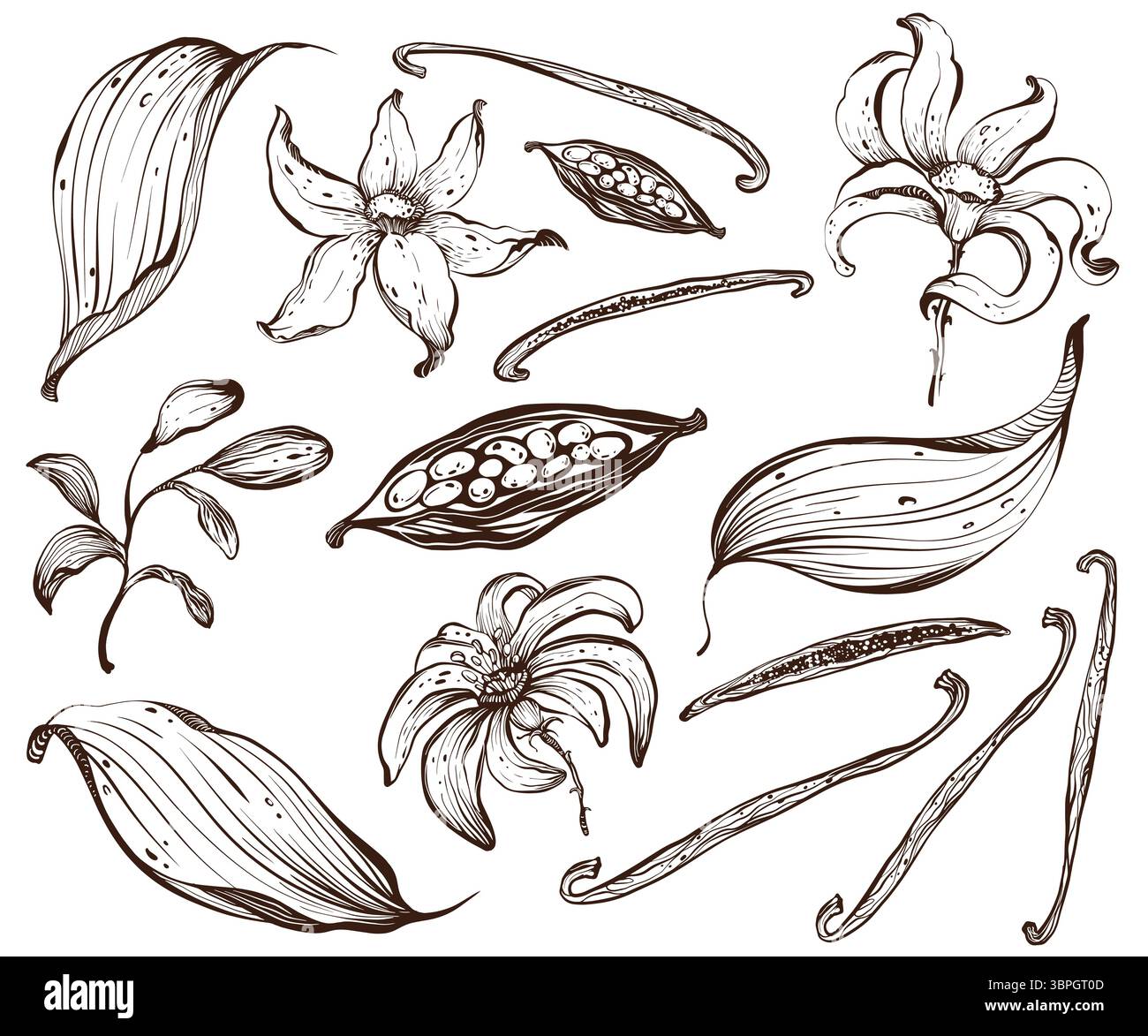 Culinary line work Stock Vector Images - Alamy