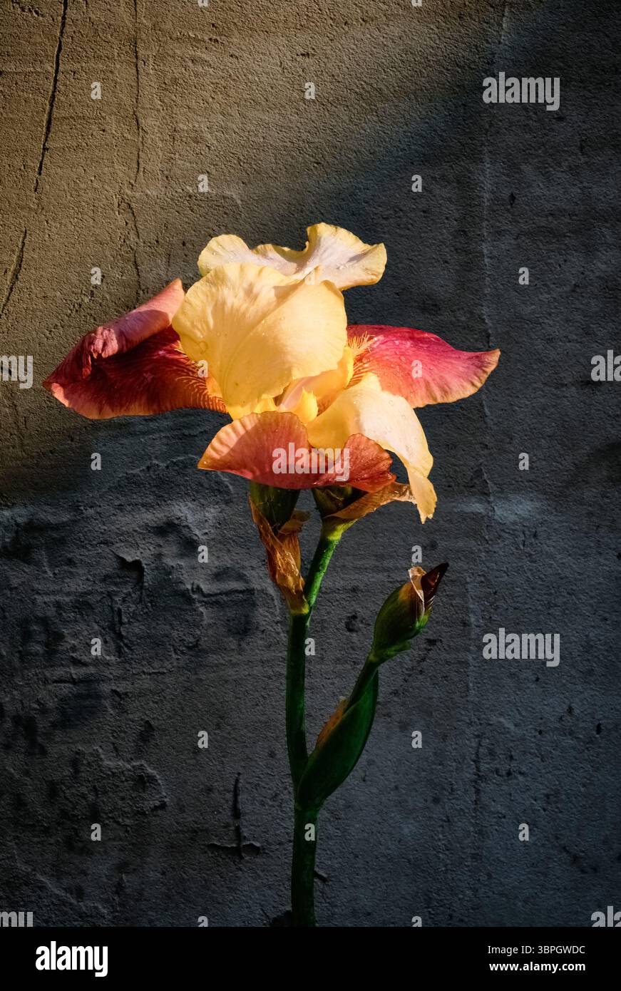 Poetic compositions hi-res stock photography and images - Alamy