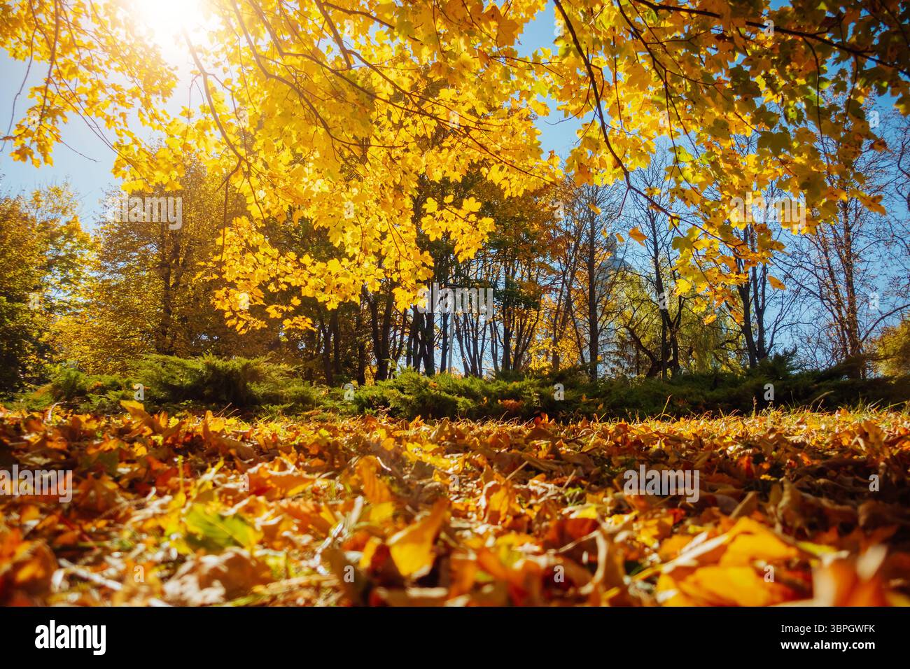 Breathtaking view of magic trees in warm light. Location place Ukraine ...
