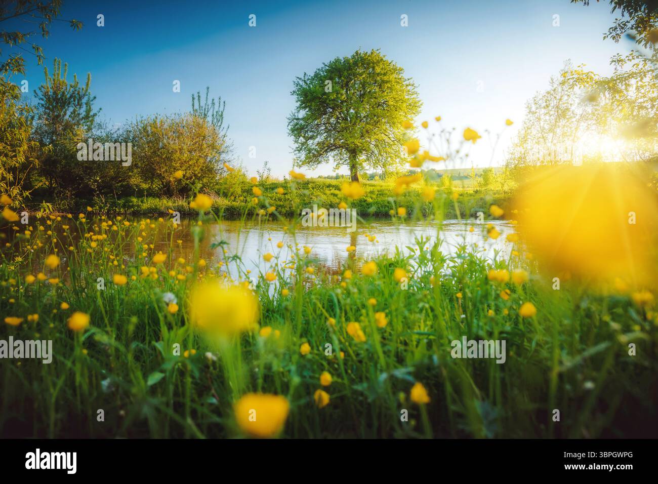 Spectacular meadow with big tree, fresh green leaves. Location place ...