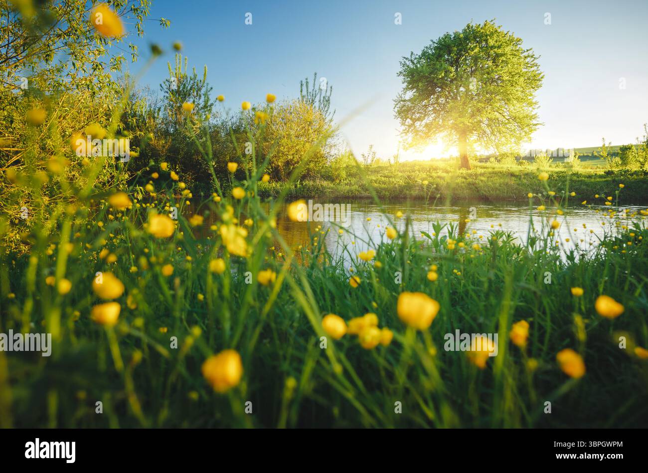 Spectacular meadow with big tree, fresh green leaves. Location place ...