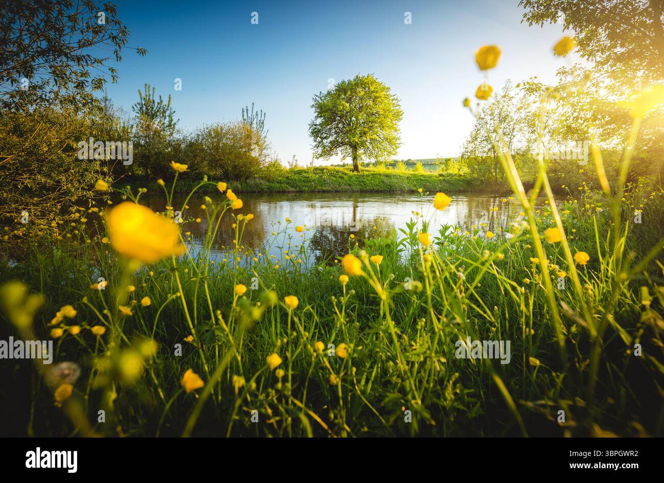 Breathtaking meadow with big tree, fresh green leaves. Location place ...