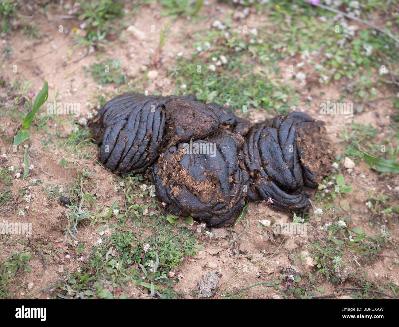 Fresh cow dung on rural soil surface Stock Photo - Alamy