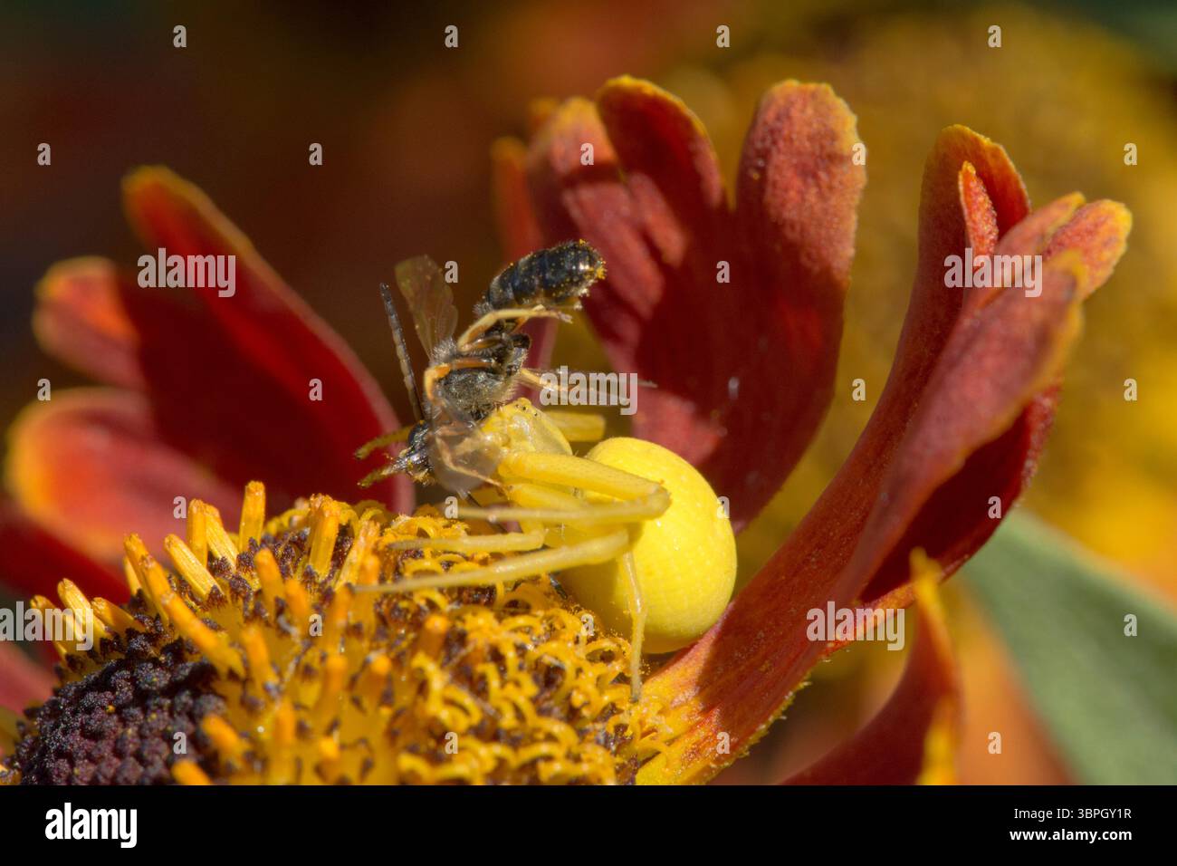 Flower crab spider, Misumena vatia eating prey small bee, female having ...