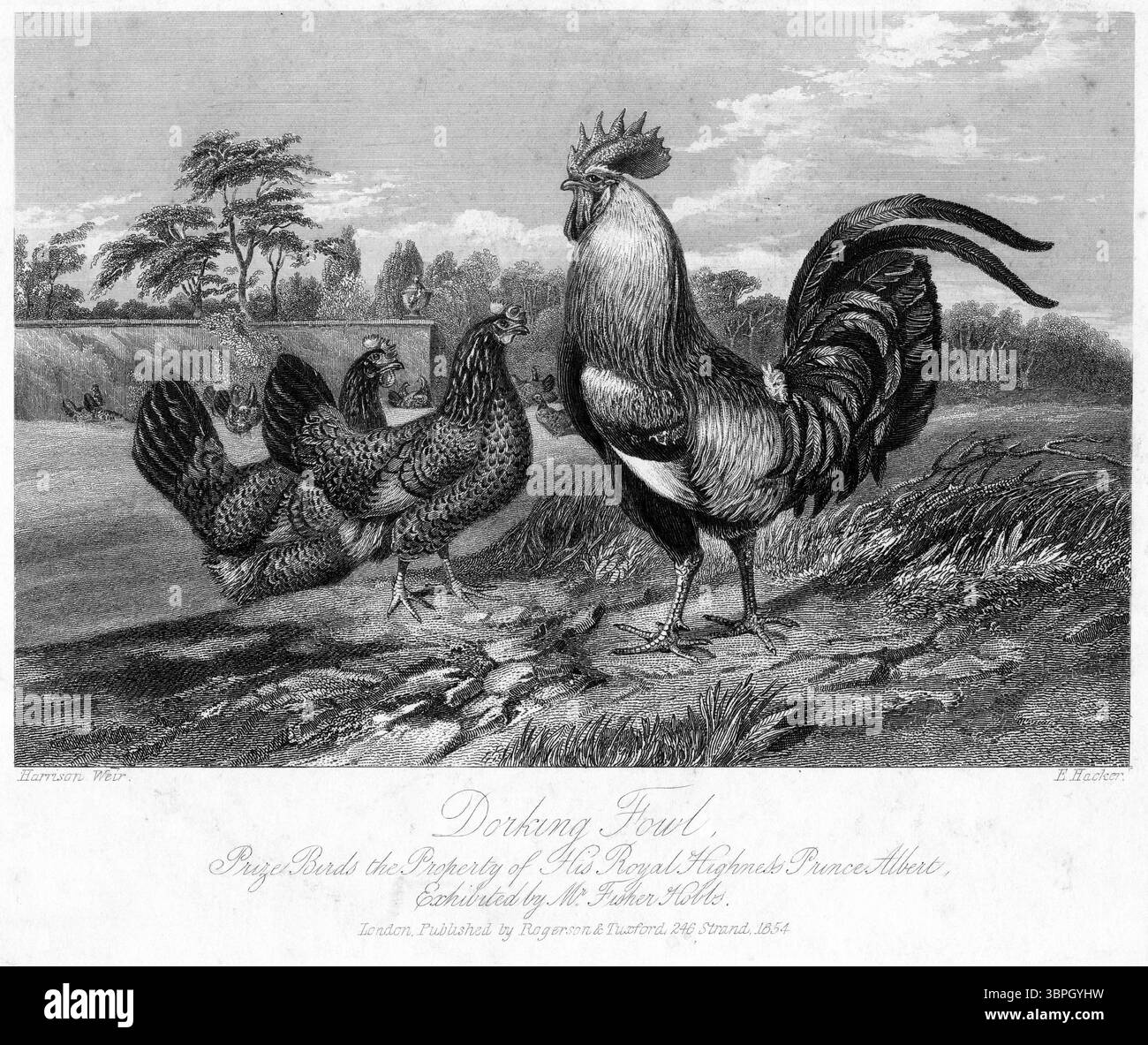 Rooster champion Black and White Stock Photos & Images - Alamy