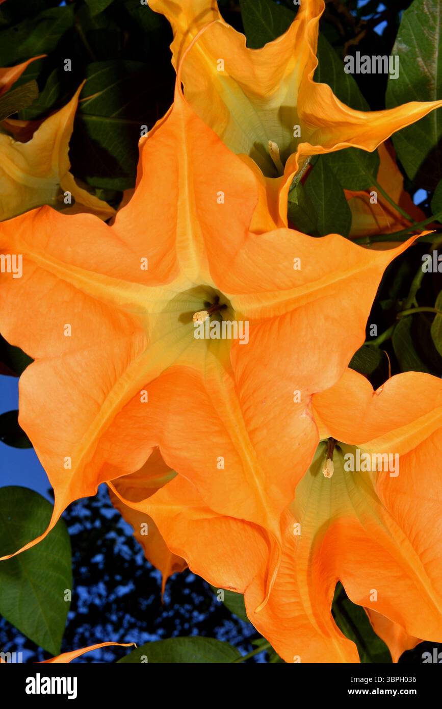 The huge flowers of Brugmansia aurea Stock Photo - Alamy