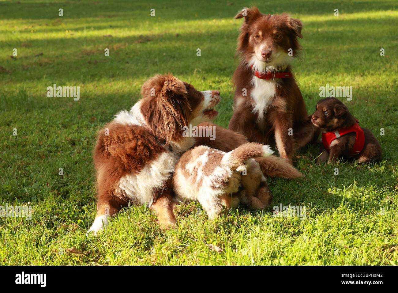 Three dogs playing ball hi-res stock photography and images - Alamy