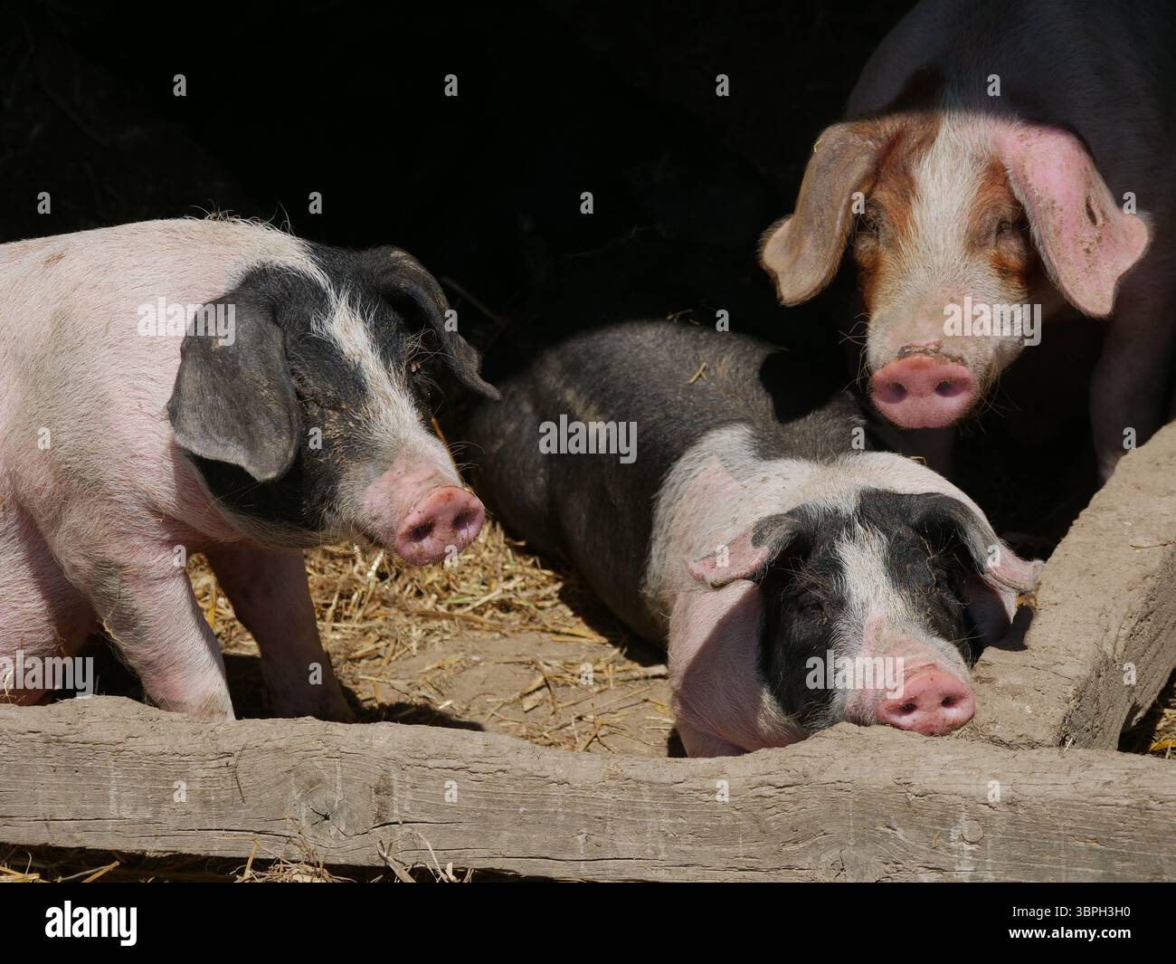 Sow pig laying down hi-res stock photography and images - Alamy