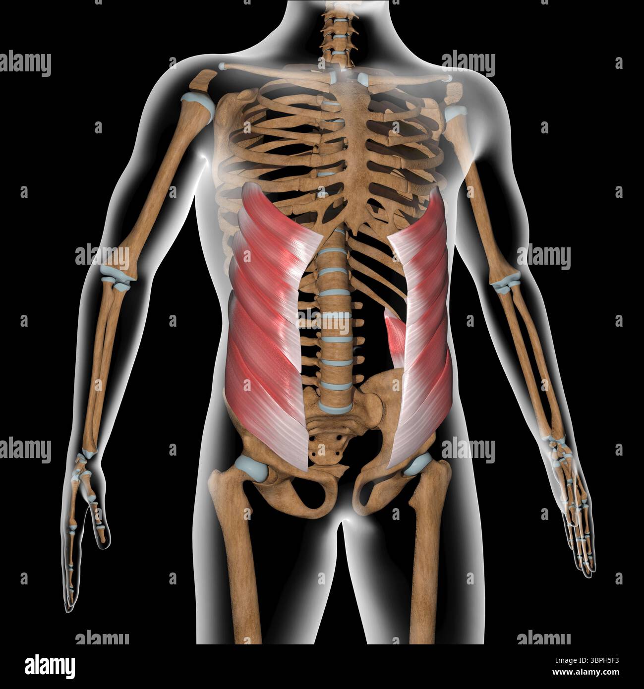 This 3d illustration shows the abdominal external oblique muscles on ...