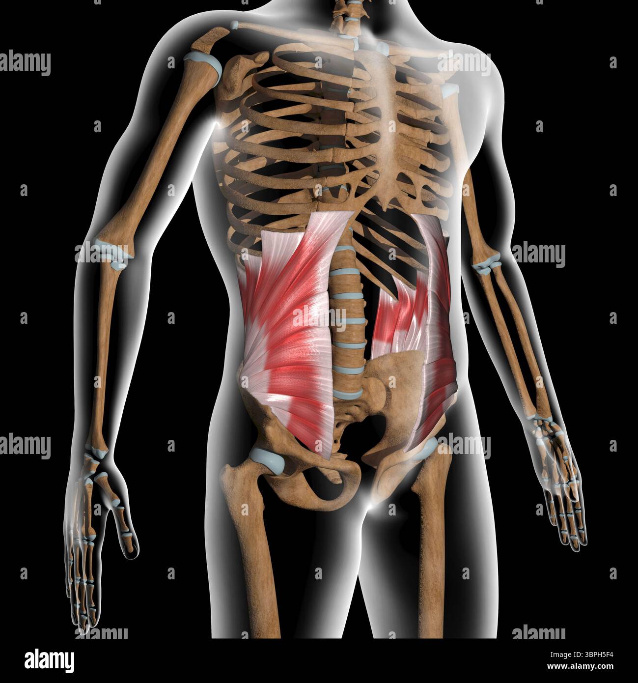 This 3d illustration shows the abdominal internal oblique muscles on ...