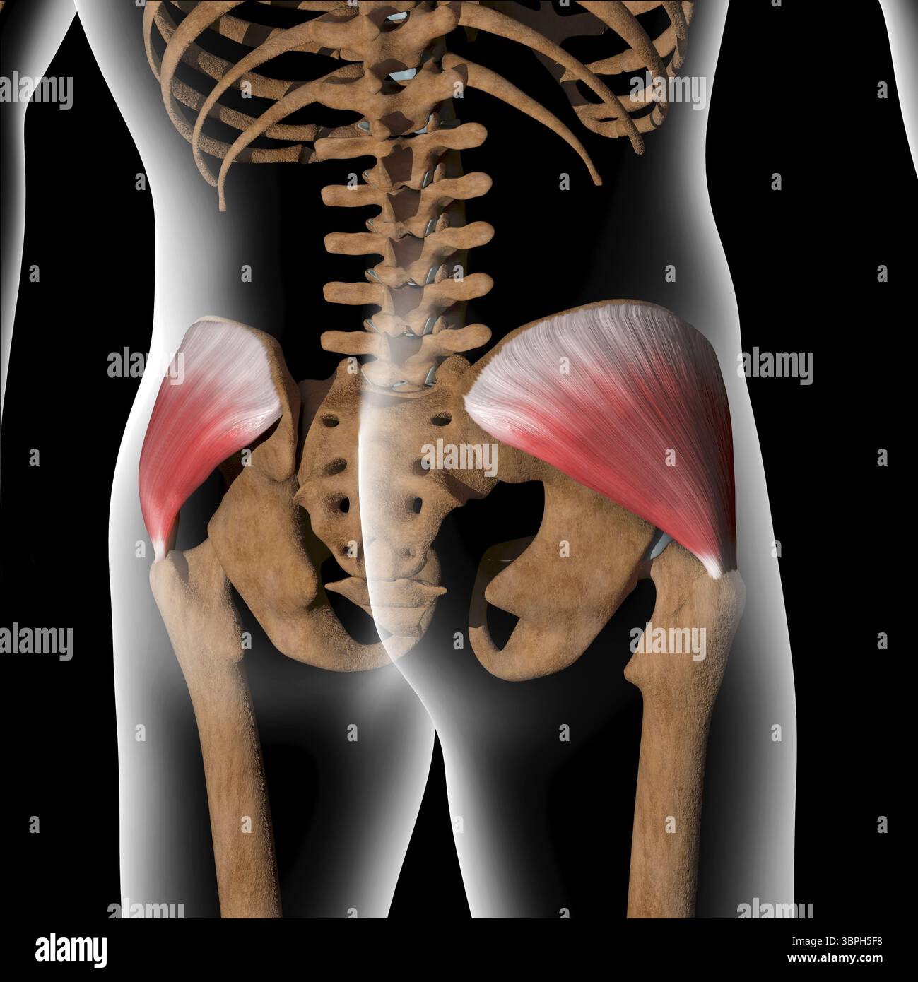 This 3d illustration shows the gluteus medius muscles on xray body ...