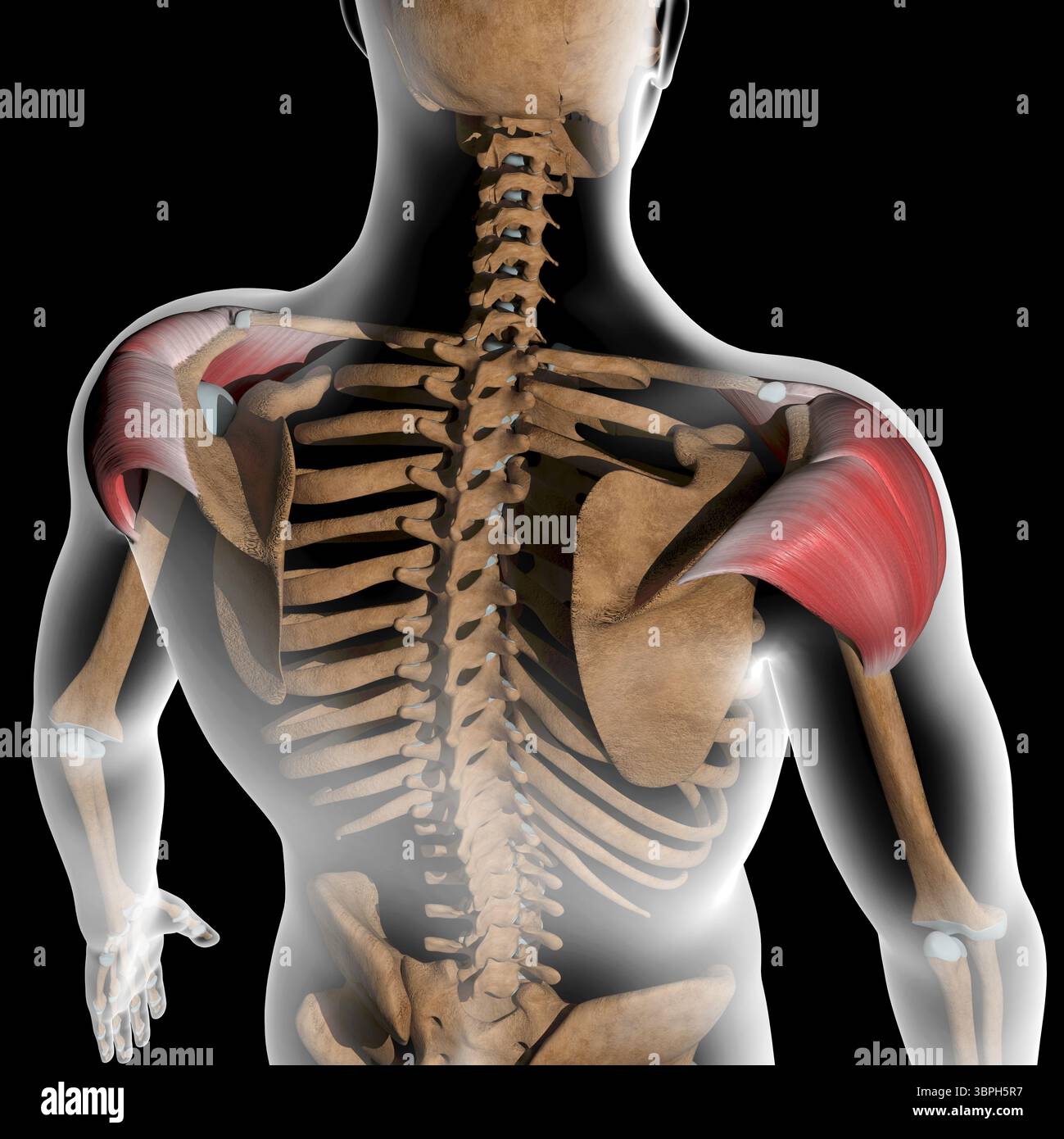 This 3d illustration shows the back view of the deltoid muscles on xray ...