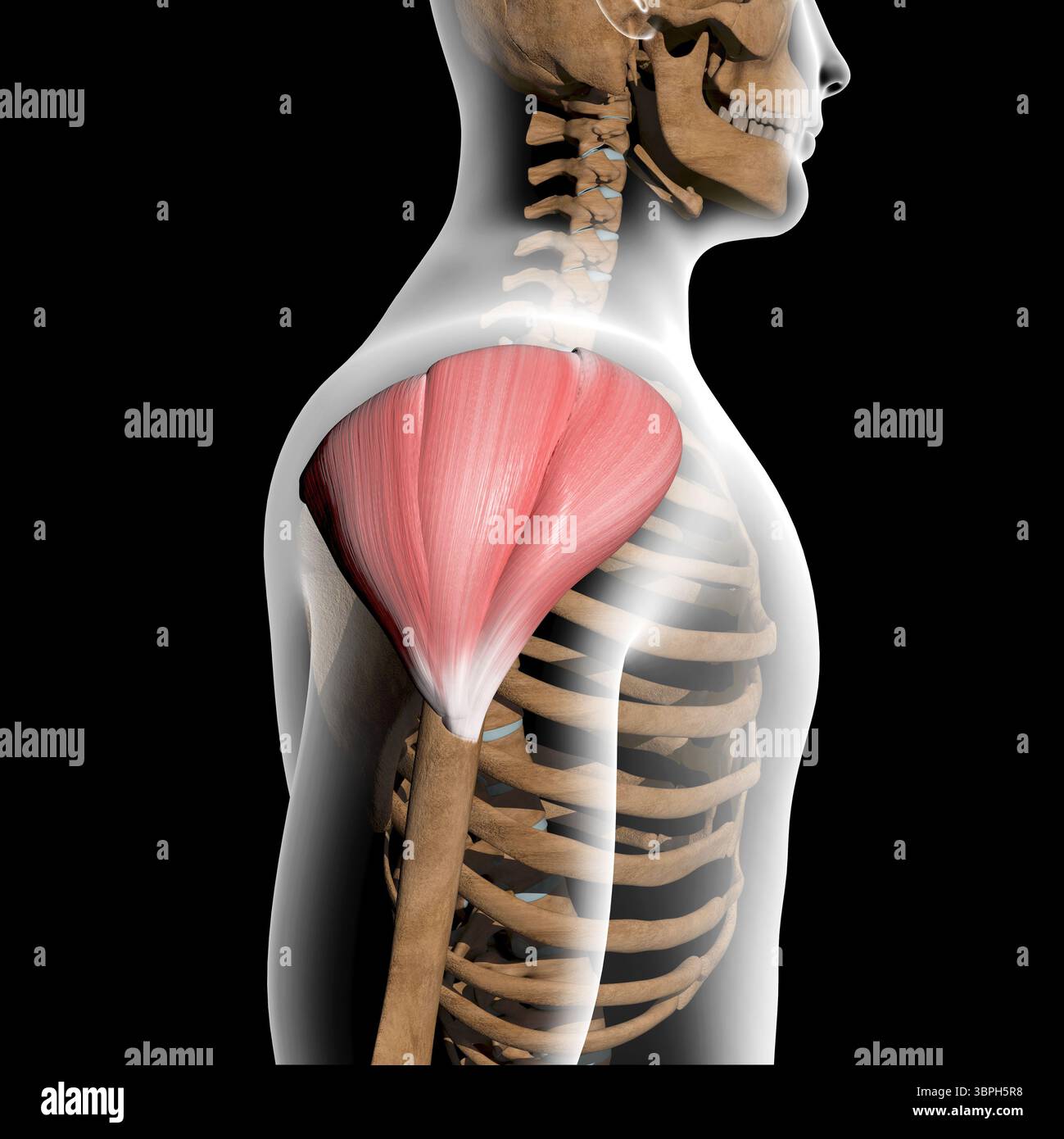 This 3d illustration shows the side view of the deltoid muscles on xray ...