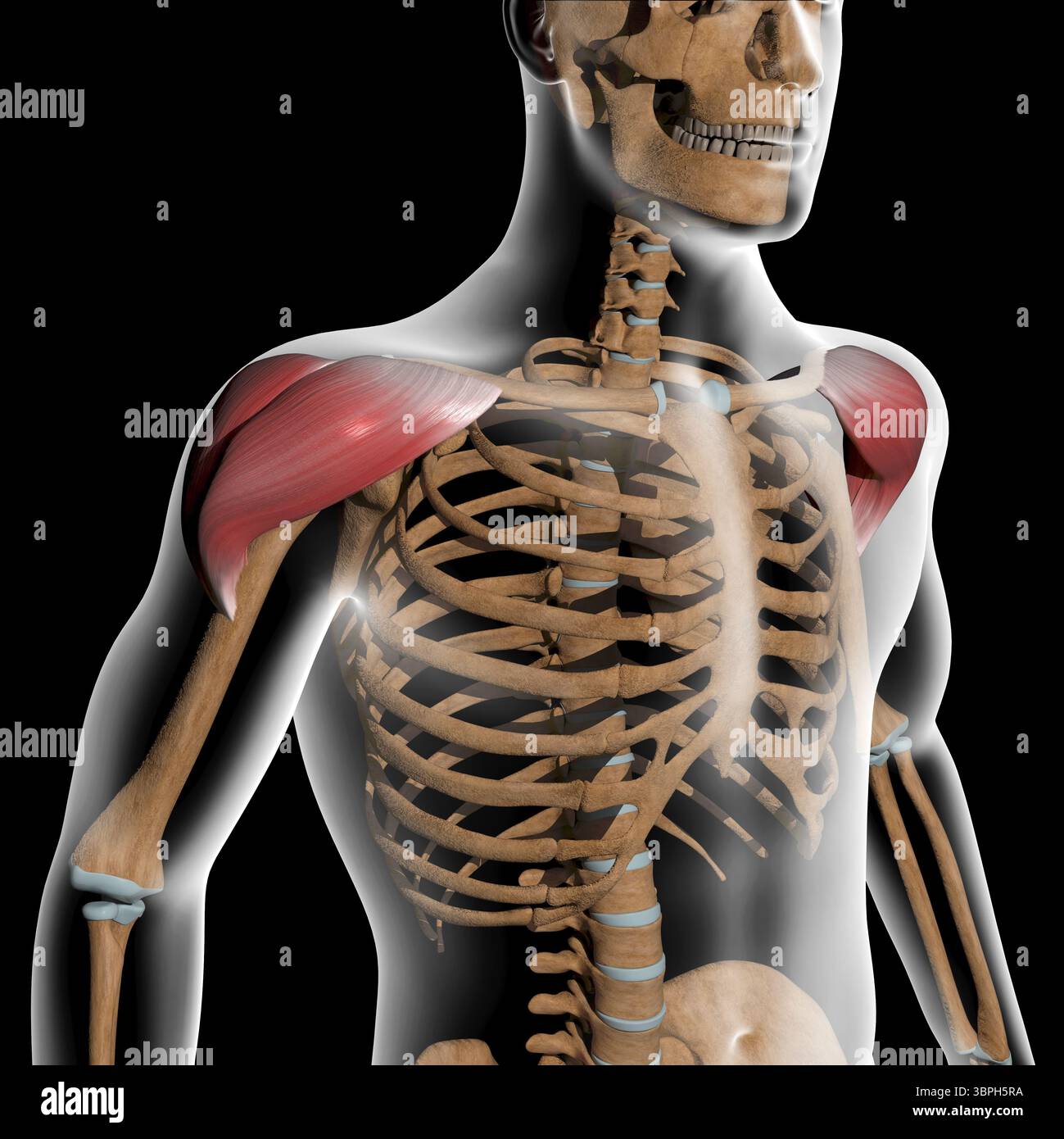 Deltoid muscles anterior anatomy muscles hi-res stock photography and ...