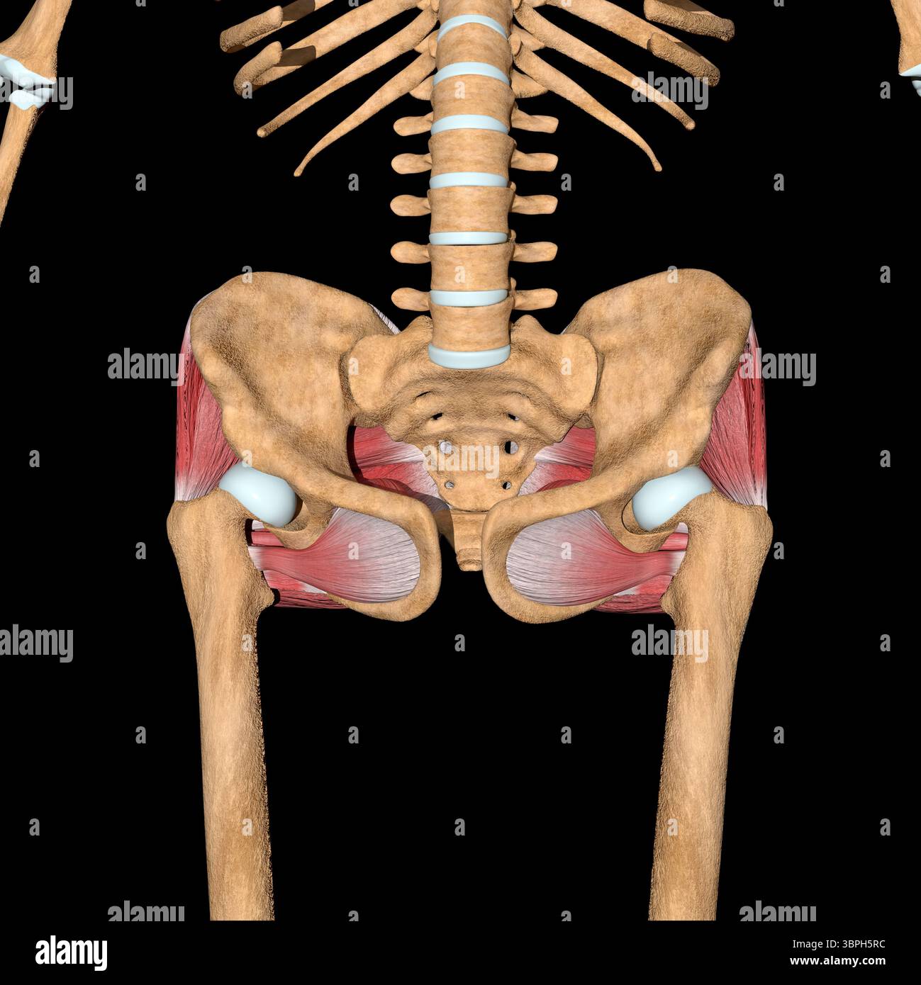 This 3d illustration shows the front view of the gluteal muscles on ...