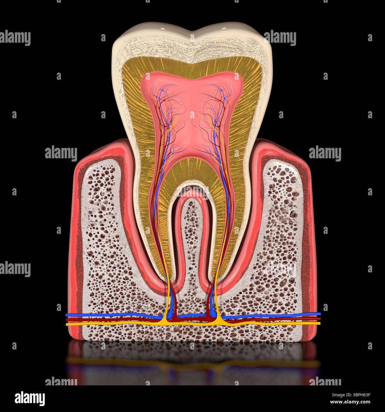 This 3d illustration shows the human tooth anatomy in cross section ...