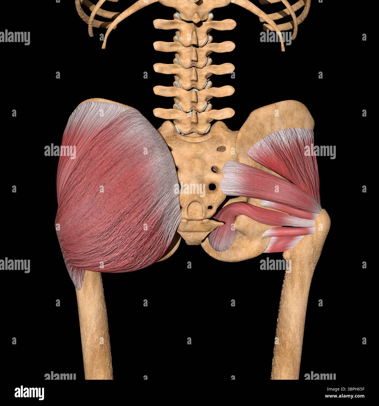 Gluteal muscles hi-res stock photography and images - Alamy